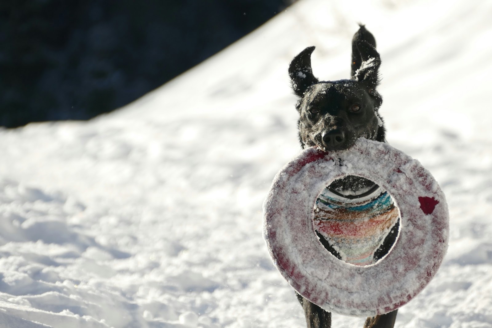 Pet Safe Ice Melt for a Worry-Free Winter - Petful