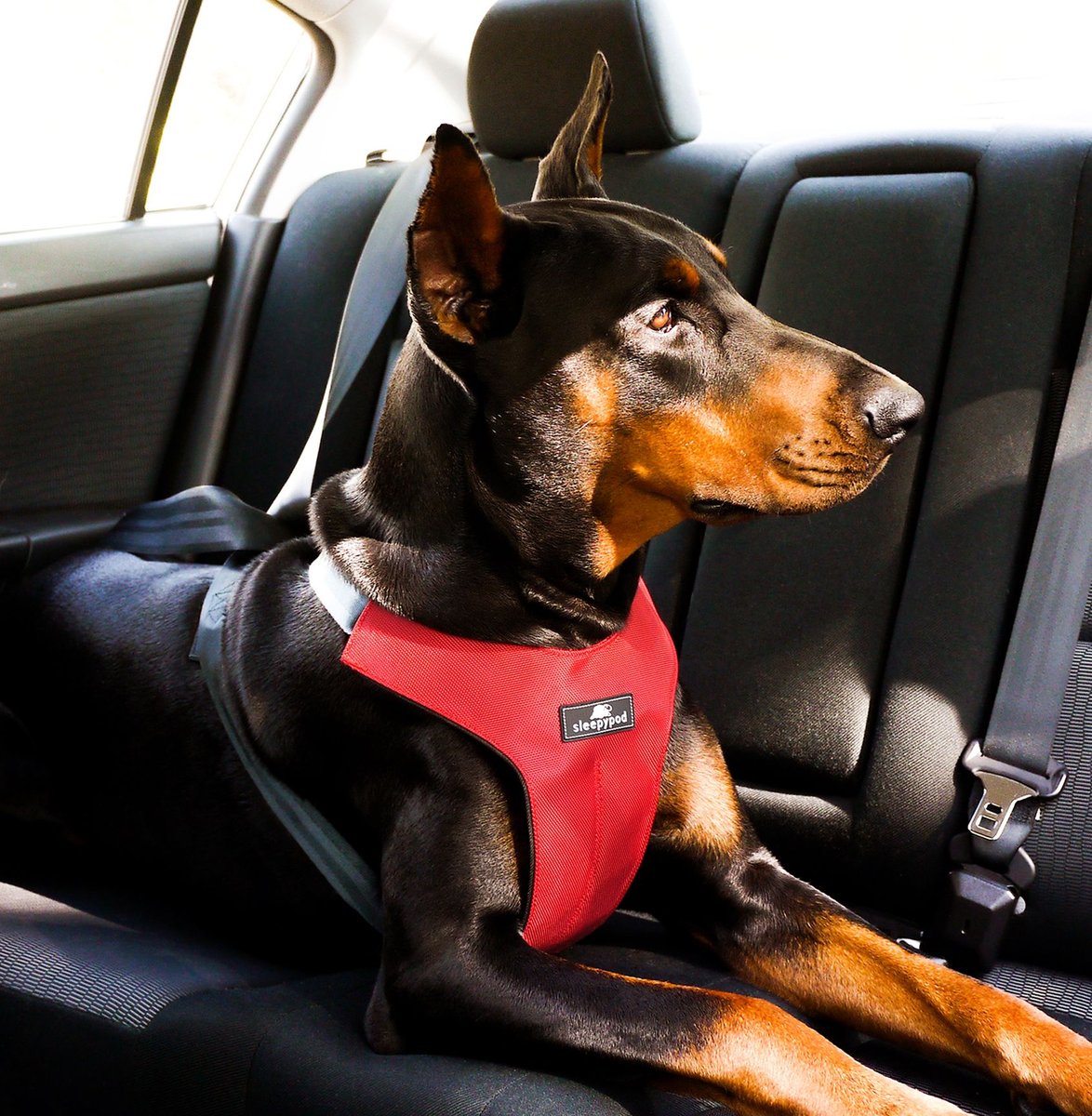 Which Dog Seat Belt Makes Sense? Here's 5 To Compare - Petful