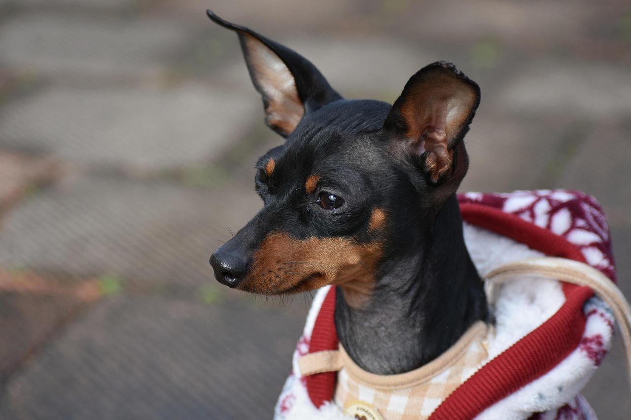 Long Lost Dog Reunited With Owner After 8 Years Apart - Petful