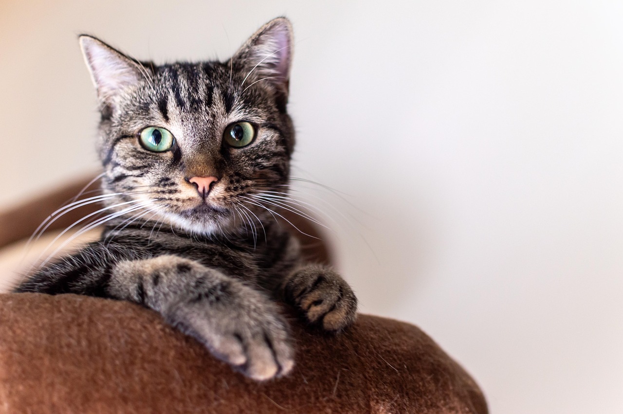 Caring for Pets in Dorms: Amazing Frat House Adopts Homeless Cat - Petful