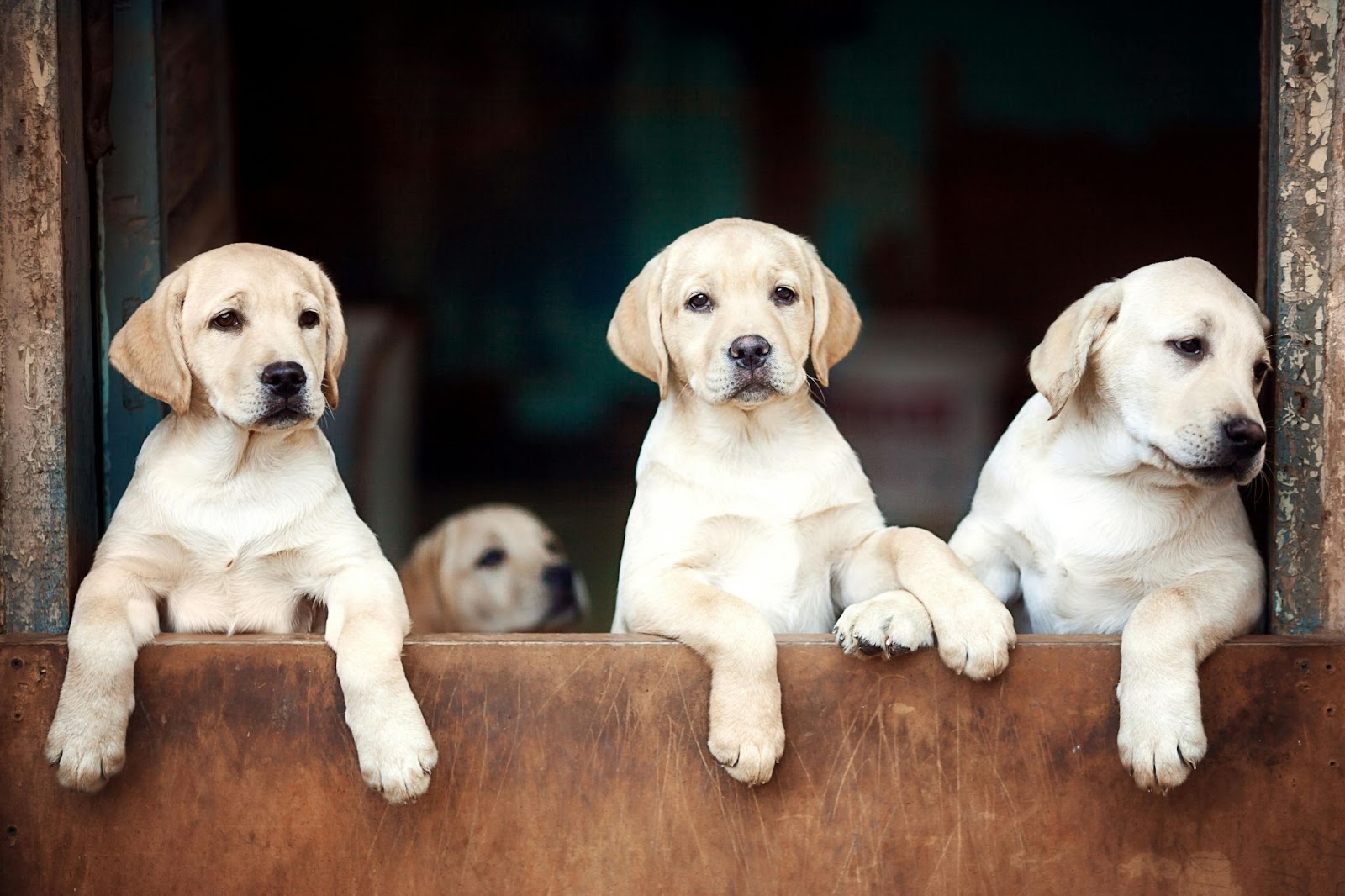 Cut On Paw Dog: First Aid 101 - Petful