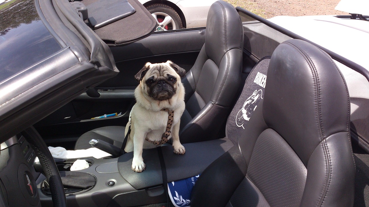 Dog Car Accessories Every Pet Parent Needs in 2025 - Petful