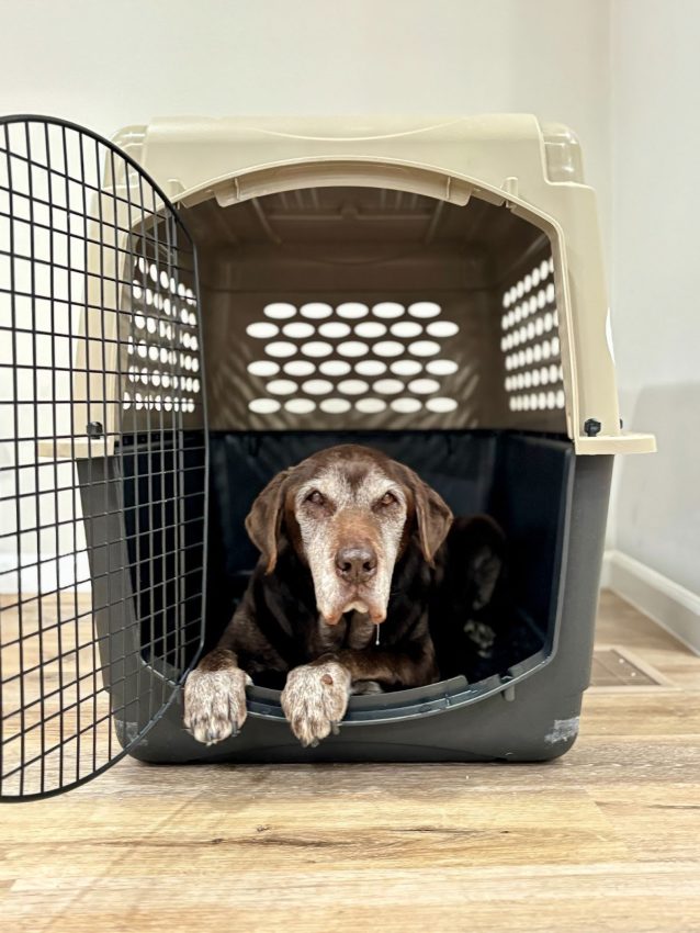 PetMate Vari Kennel: Airline-Approved Dog Travel Crate - Petful