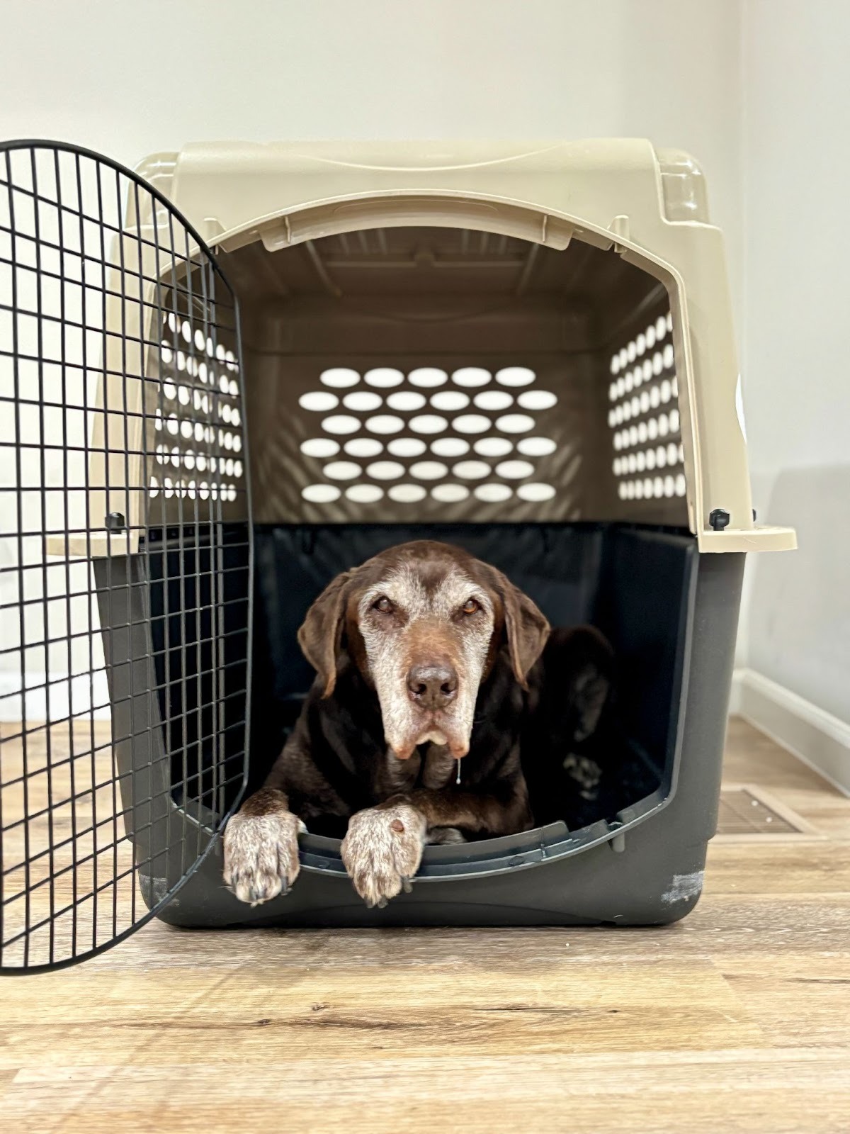 PetMate Vari Kennel: Airline-Approved Dog Travel Crate - Petful