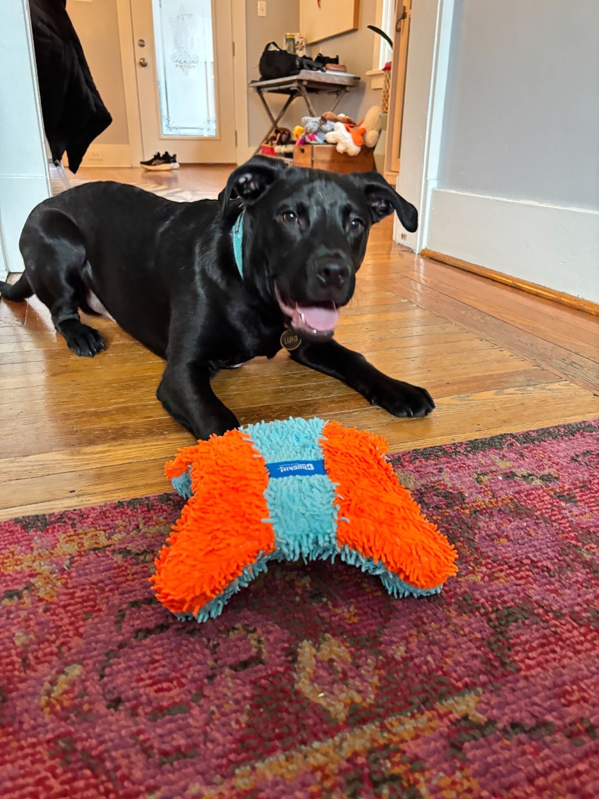 Chuckit! Indoor Flying Squirrel Review: A Safe, Lightweight Indoor Dog ...