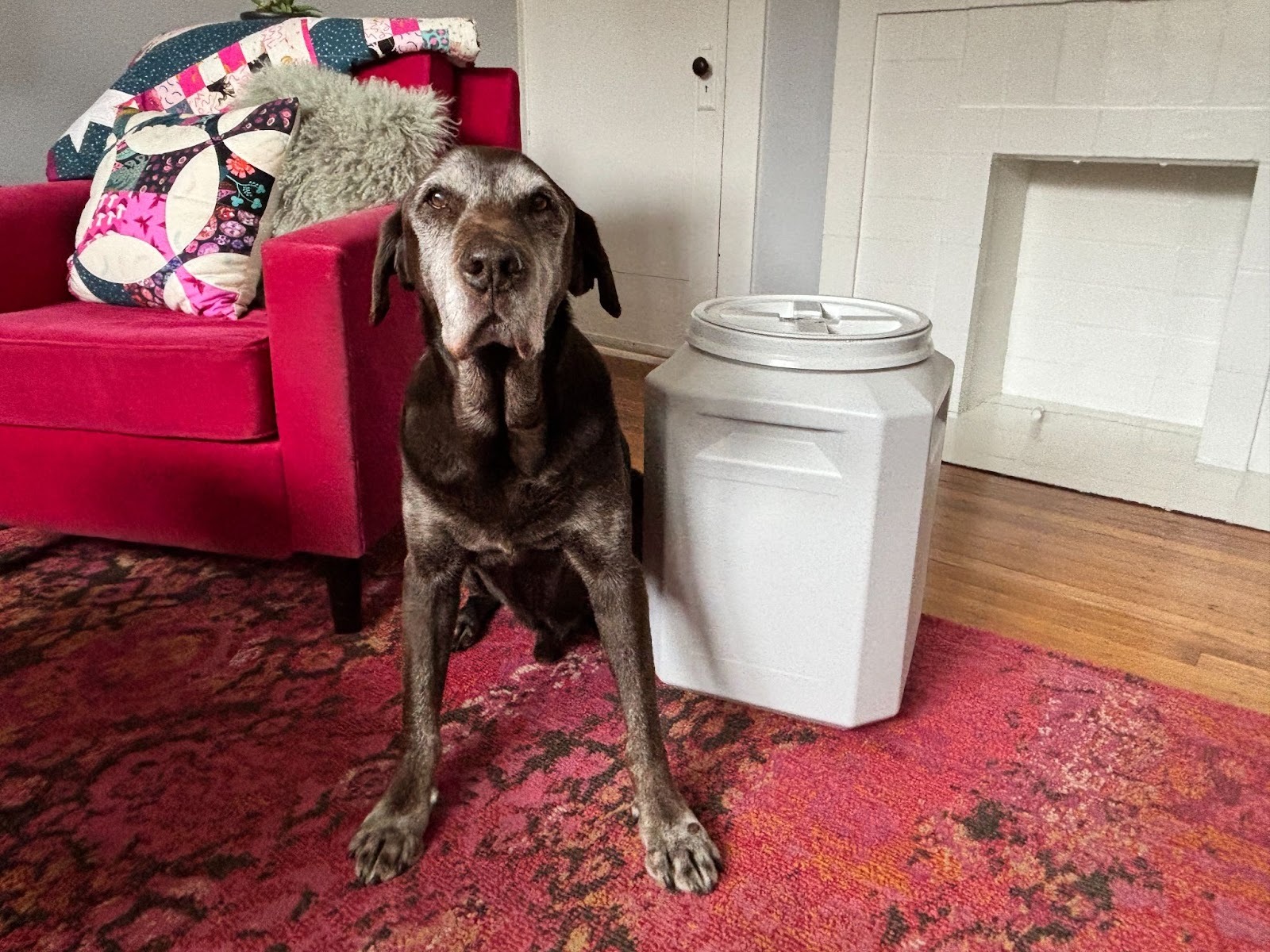 Gamma2 Vittles Vault Review: 50 lb Dog Food Storage Container - Petful