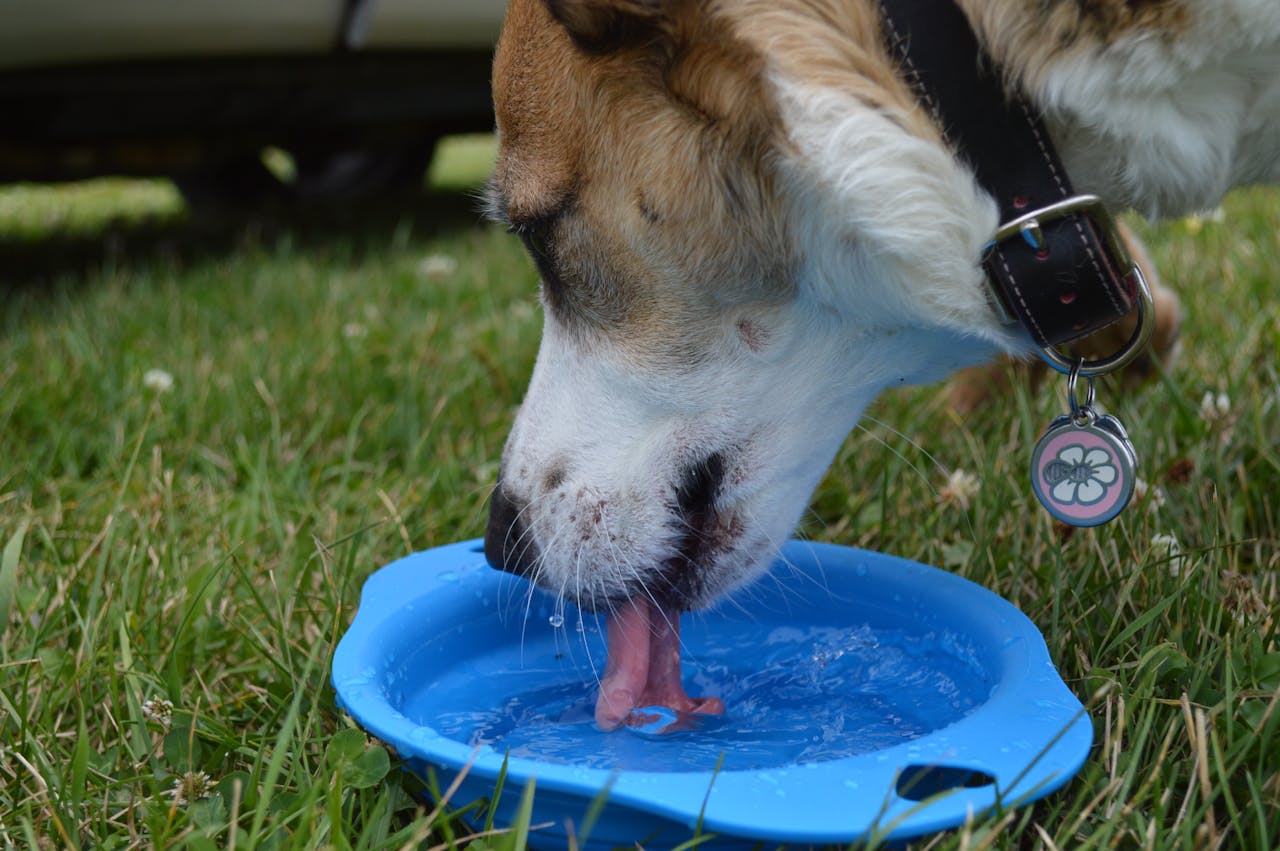 How Much Water Should My Dog Drink and the Role of High-Moisture Foods ...