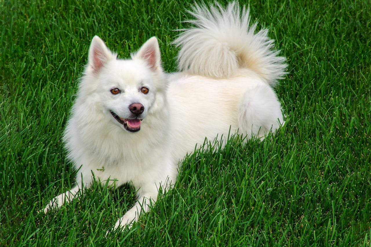 Protein for Dogs: Signs of Protein Deficiency and How to Fix It - Petful