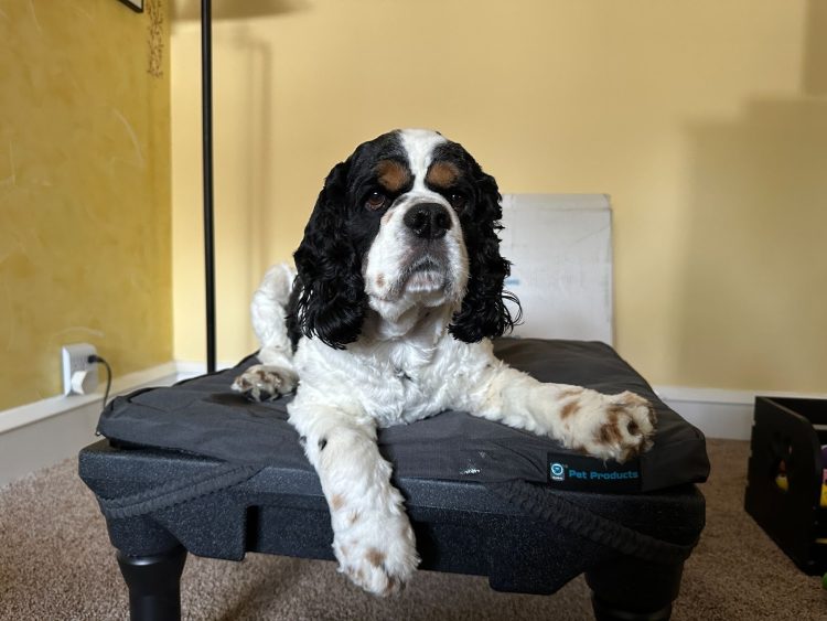 Grooming Your Dog at Home with Coastal Pet Products: My Hands-On Case ...