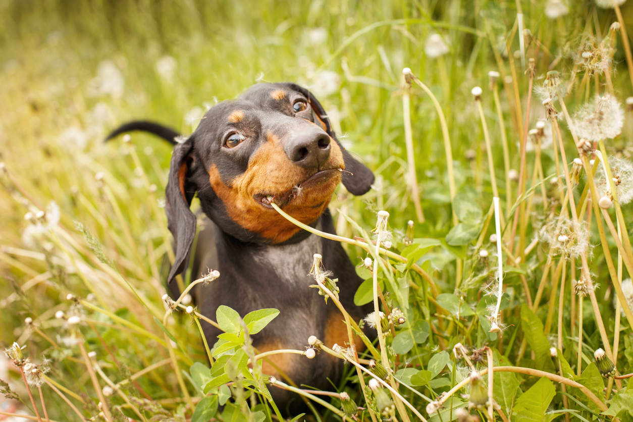 Dogs Eating Grass: Why Do They Do It and When to Worry - Petful